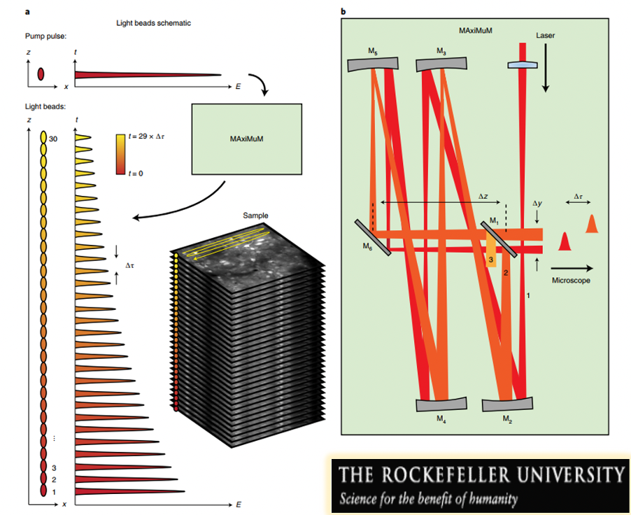 See 1 Million Neurons Fire with Light Beads Microscopy and White Dwarf ...