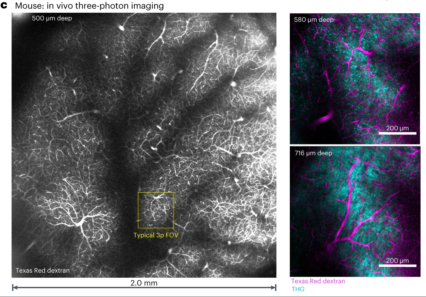Top 6 Publication Highlights from our Class 5 Photonics White Dwarf ...
