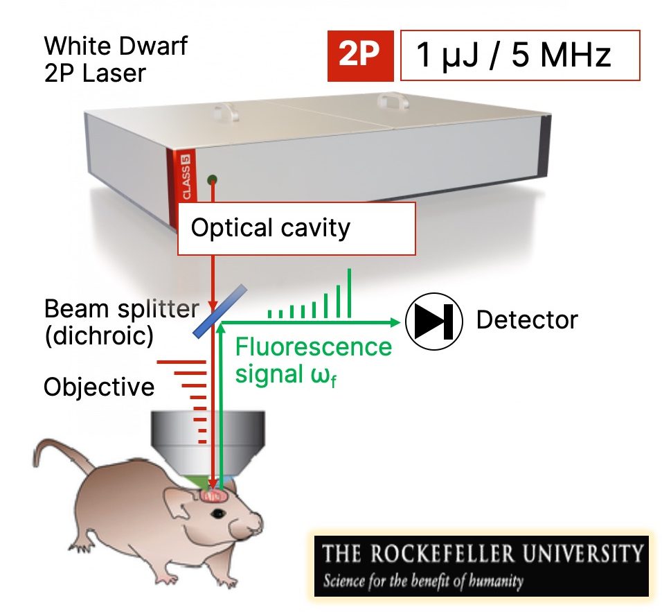 See 1 Million Neurons Fire with Light Beads Microscopy and White Dwarf ...