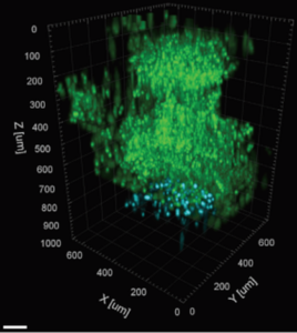 Volumetric imaging of deep brain tissue - Class 5 Photonics